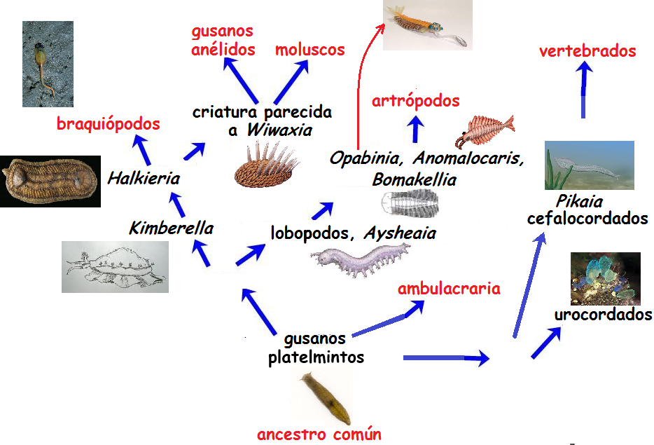 La Biografía de la Vida 19. Los filos del Cámbrico | El Cedazo